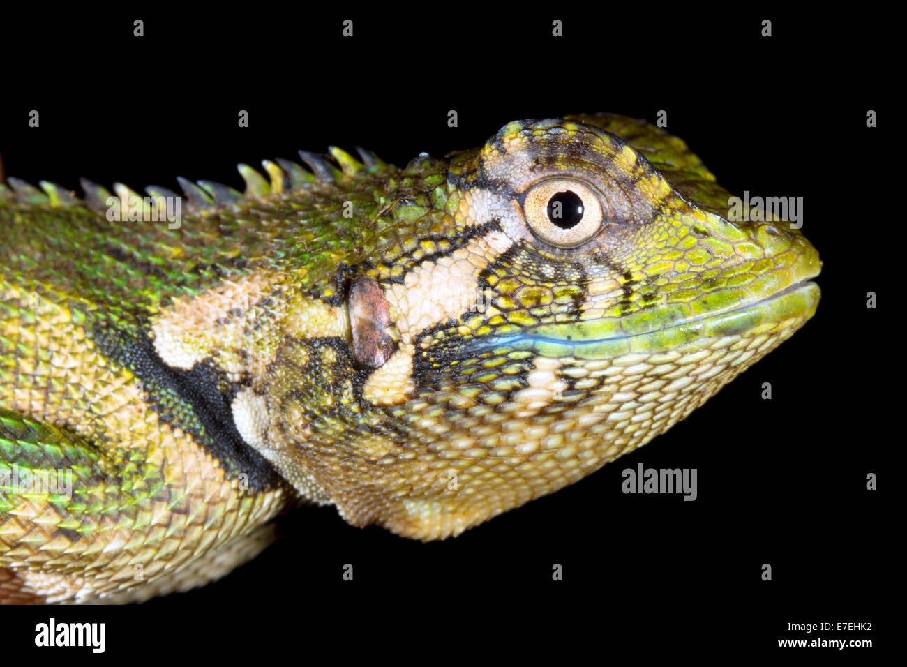 Olive Tree Runner (Plica umbra) close up of head. From the Ecuadorian ...