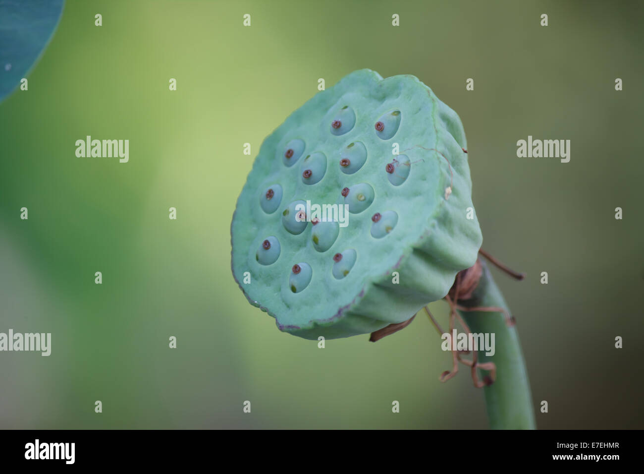seed of lotus Stock Photo - Alamy