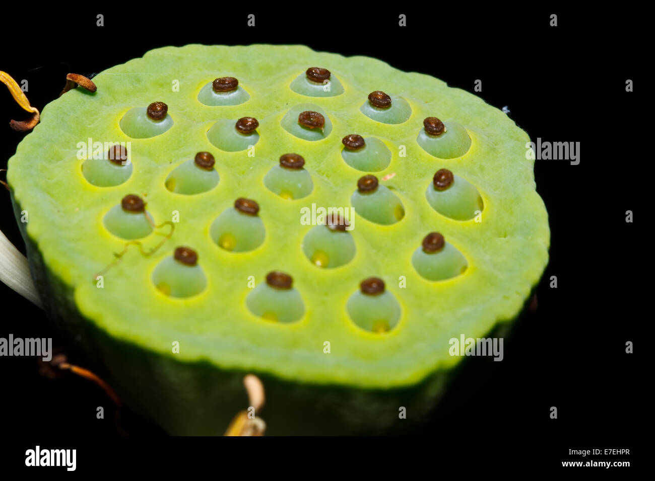 seed of lotus Stock Photo - Alamy
