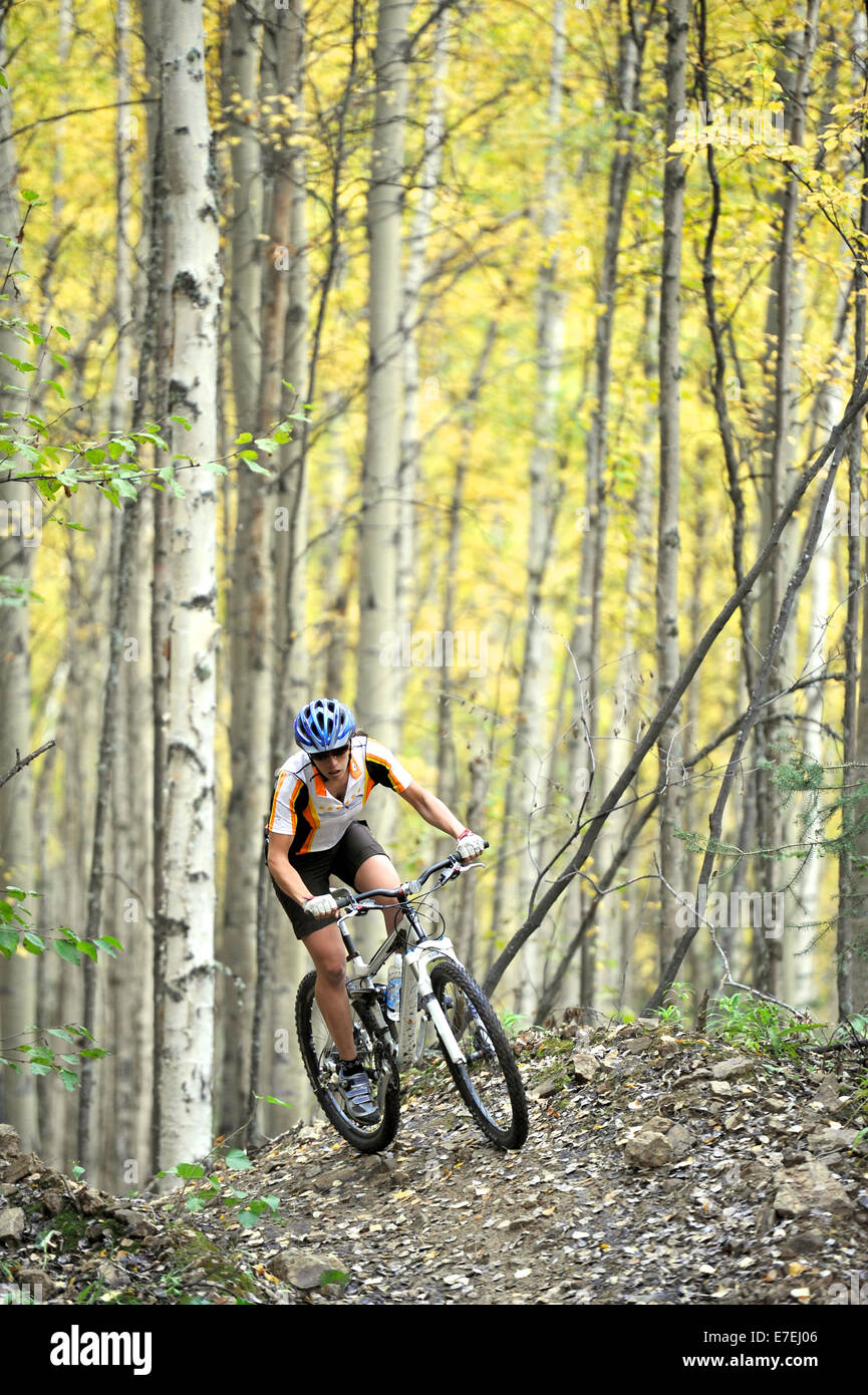 Biker rides singletrack mountain bike trails through birch forest on a ...