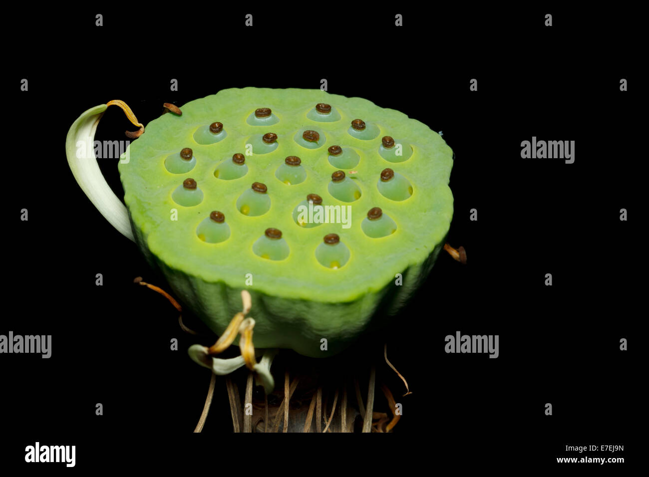 seed of lotus Stock Photo - Alamy