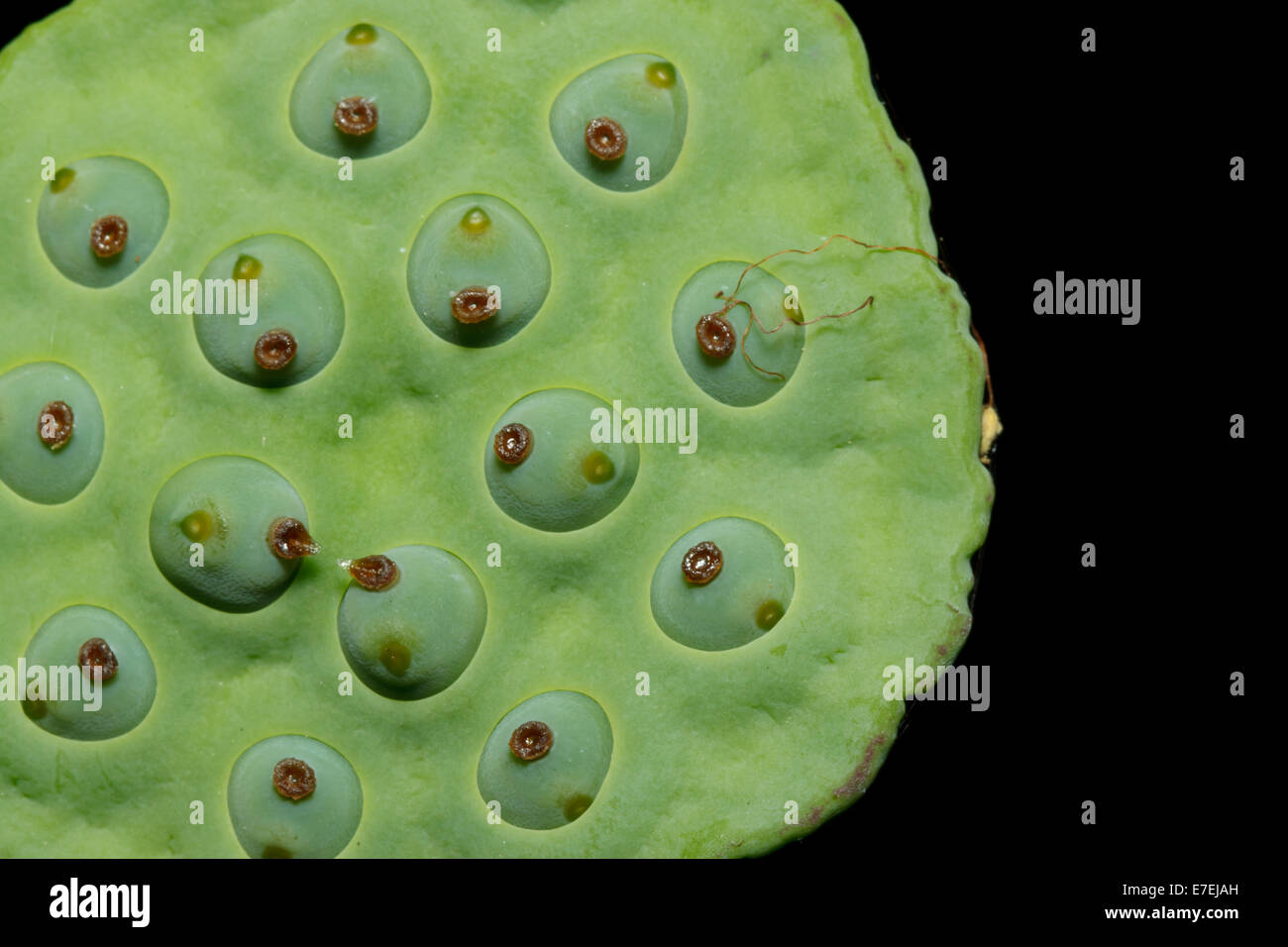 seed of lotus Stock Photo - Alamy