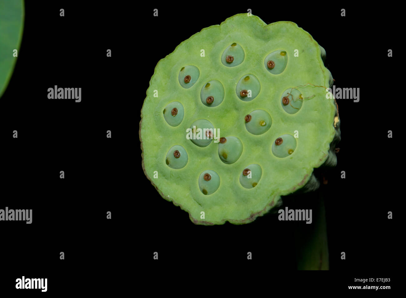 seed of lotus Stock Photo - Alamy