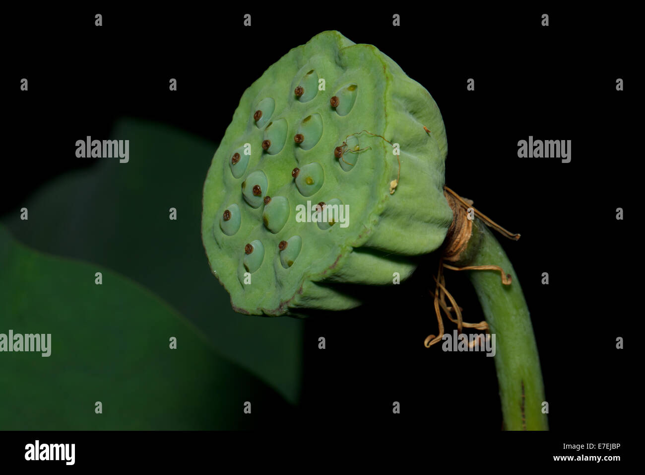 seed of lotus Stock Photo - Alamy