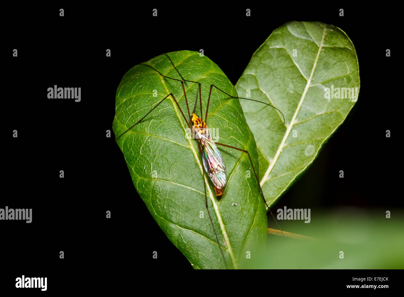 the insect on leaf Stock Photo - Alamy