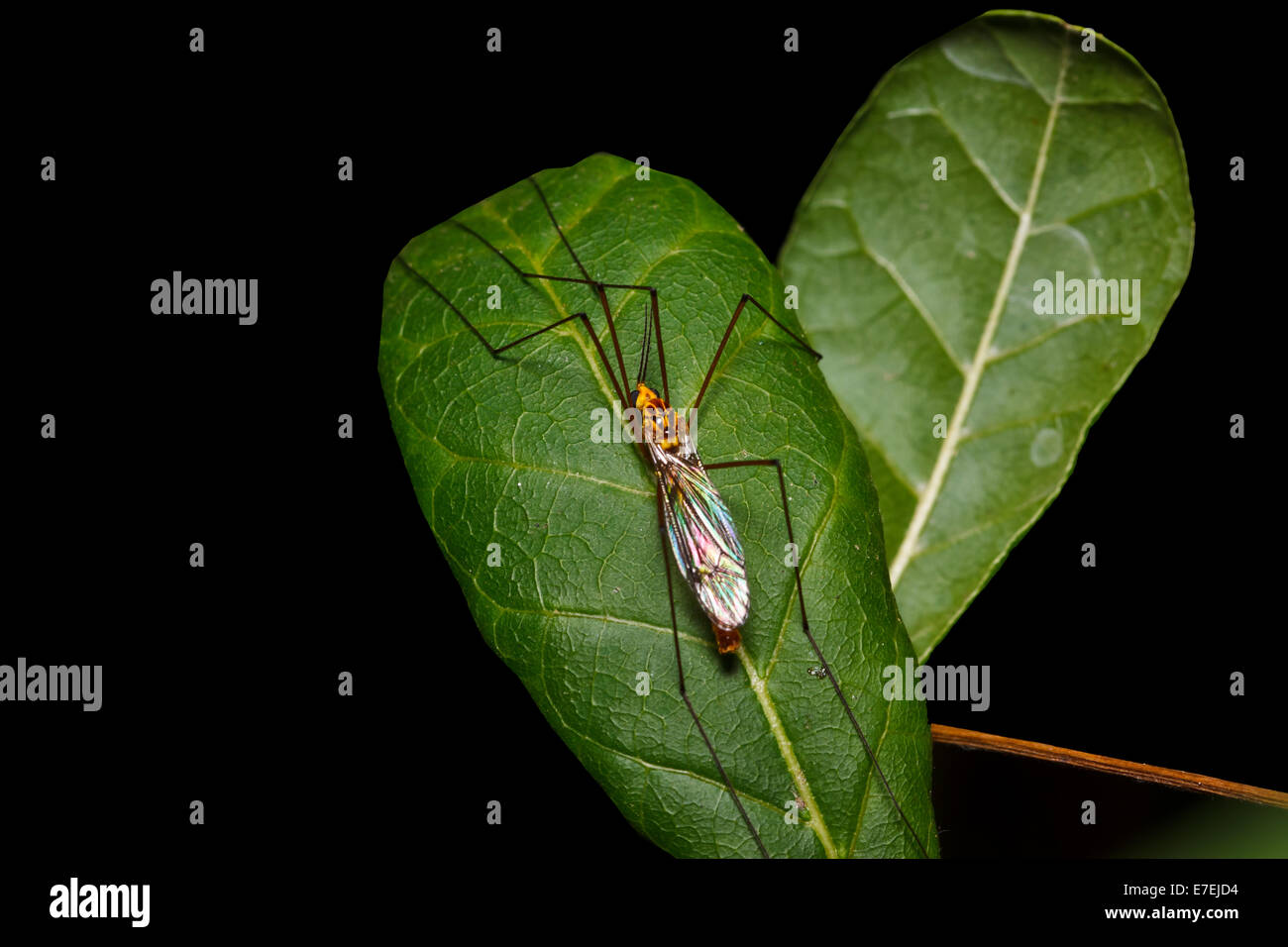 Muscle ant hi-res stock photography and images - Alamy