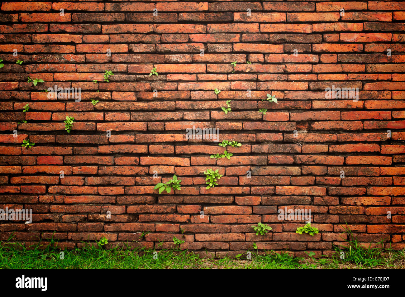 Wallpaper patte hi-res stock photography and images - Alamy