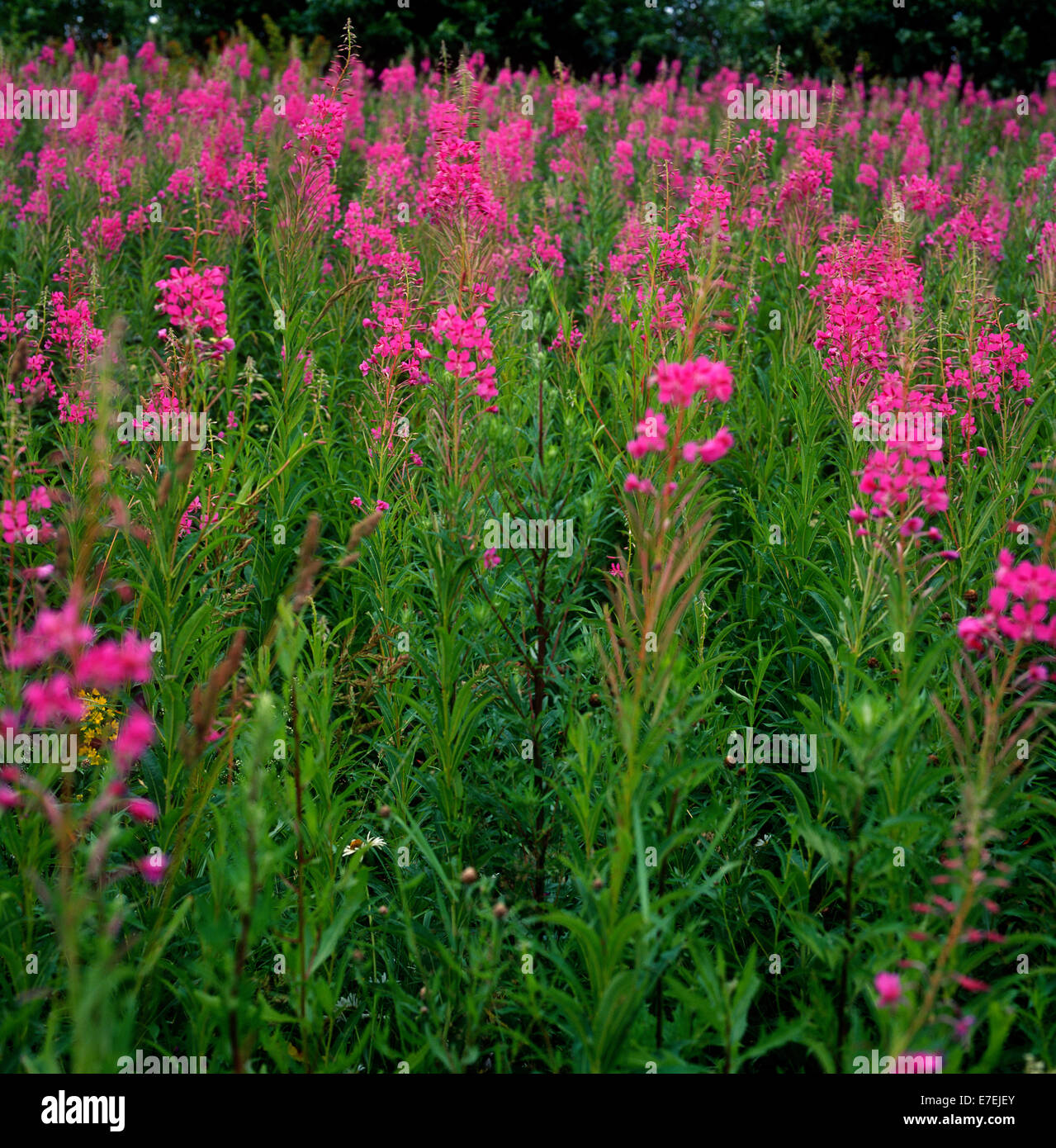 Blooming sally hi-res stock photography and images - Alamy