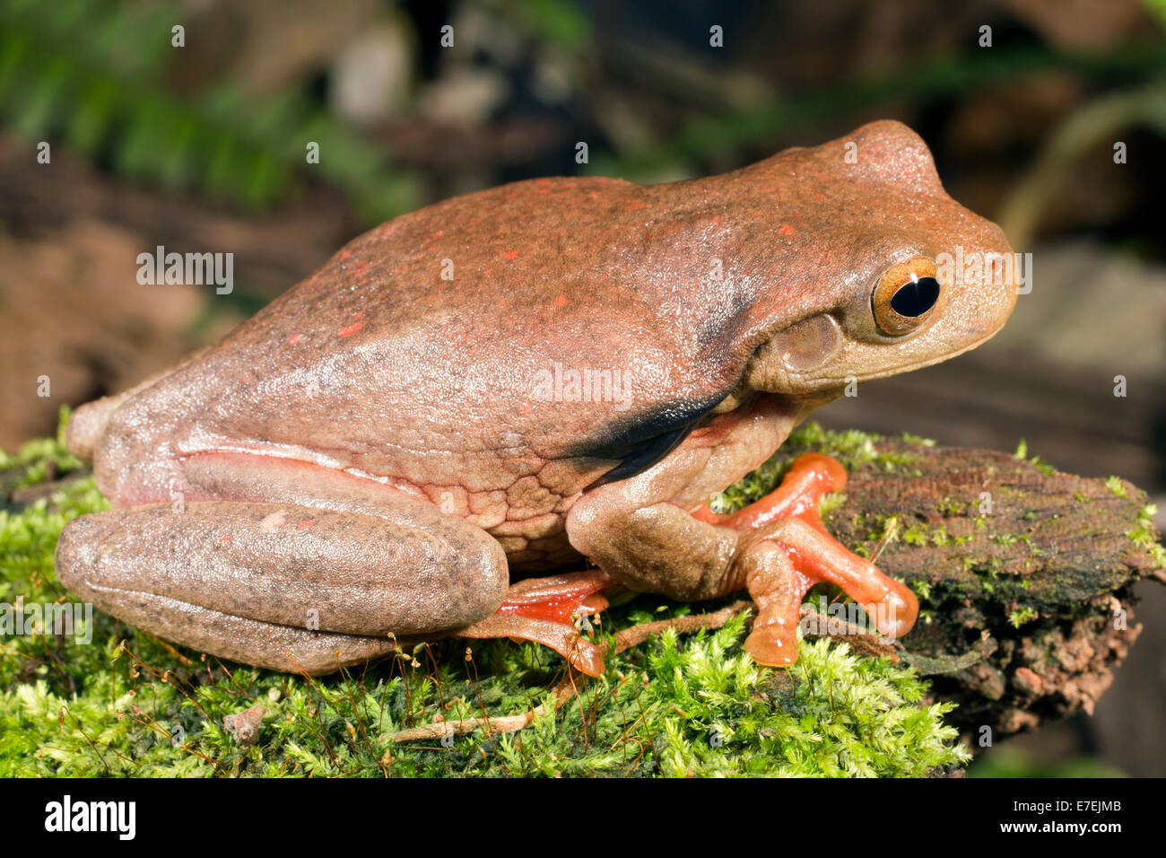 Bokermann's casque headed treefrog (Trachycephalus resinifictrix) in ...