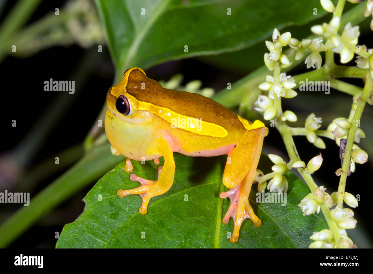 Upper Amazon Treefrog (Dendropsophus bifurcus). Male calling Stock ...