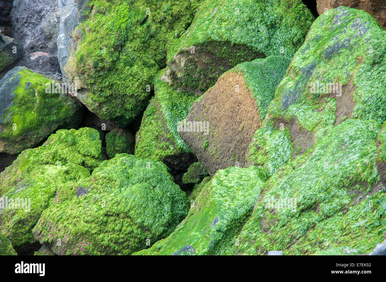 stones with moss wet from water seeping Stock Photo - Alamy
