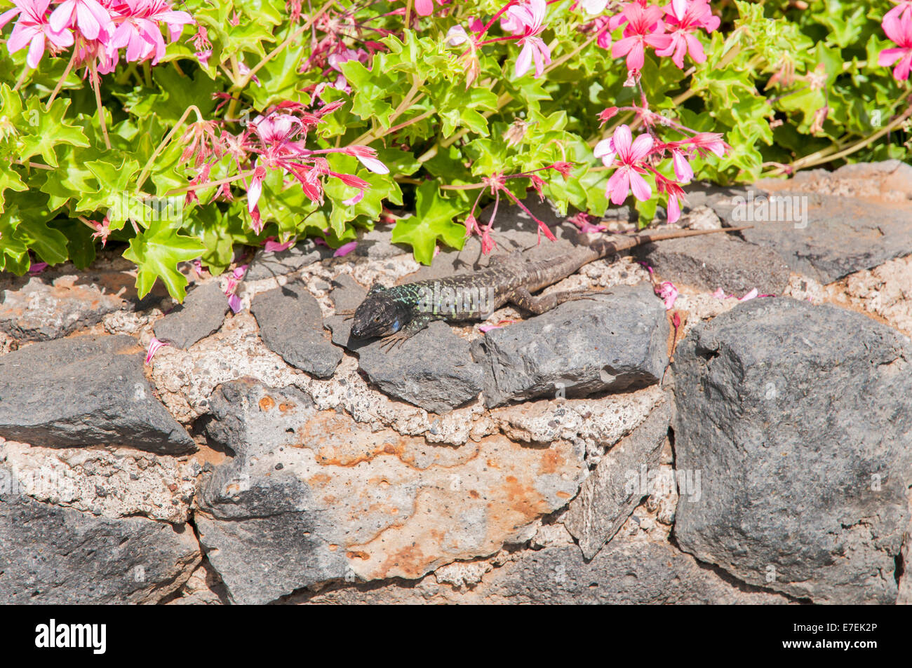 Canarian lizard basking in the Canary Islands Stock Photo - Alamy