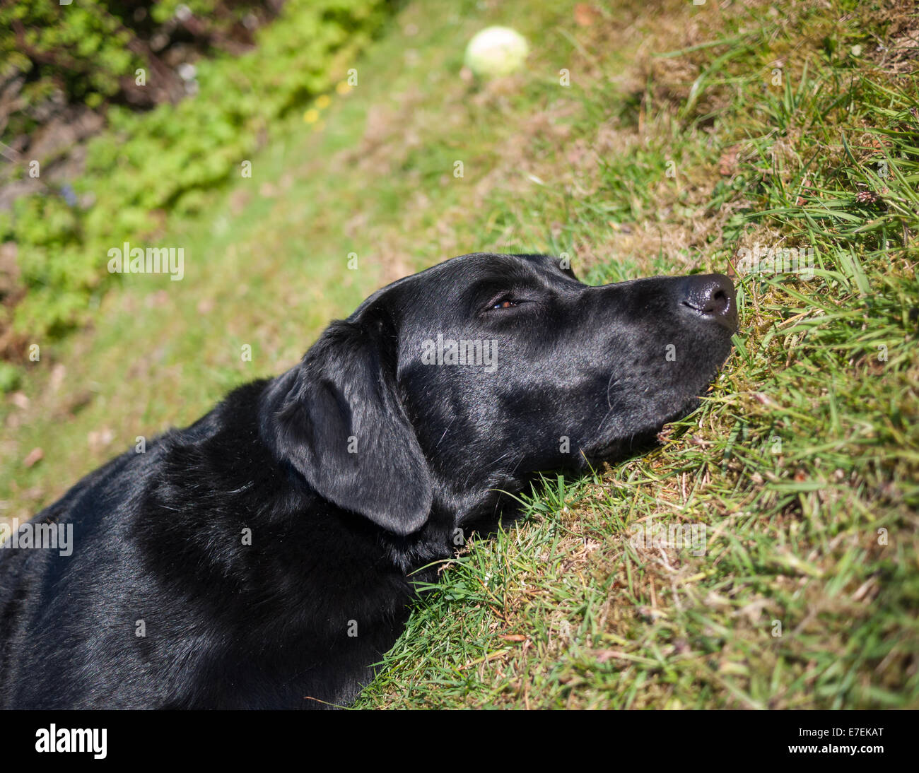 A black Labrador dog being tired after having fun playing with a ball ...