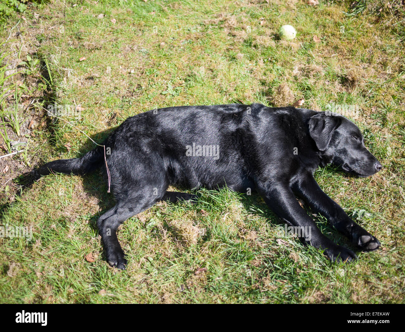 A black Labrador dog being tired after having fun playing with a ball ...
