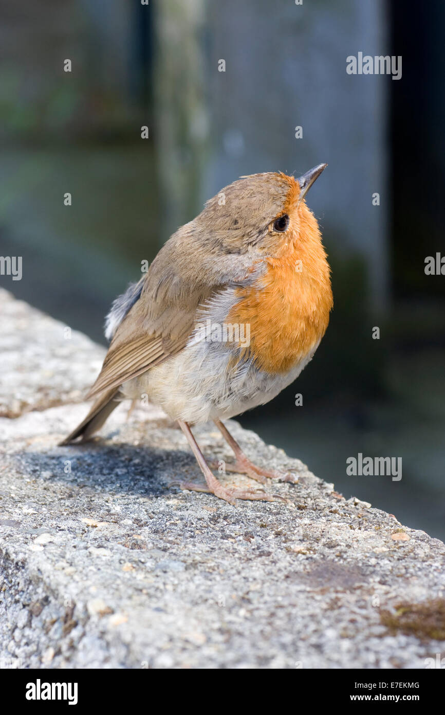 European robin (Erithacus rubecula) on stone wall looking up Stock ...