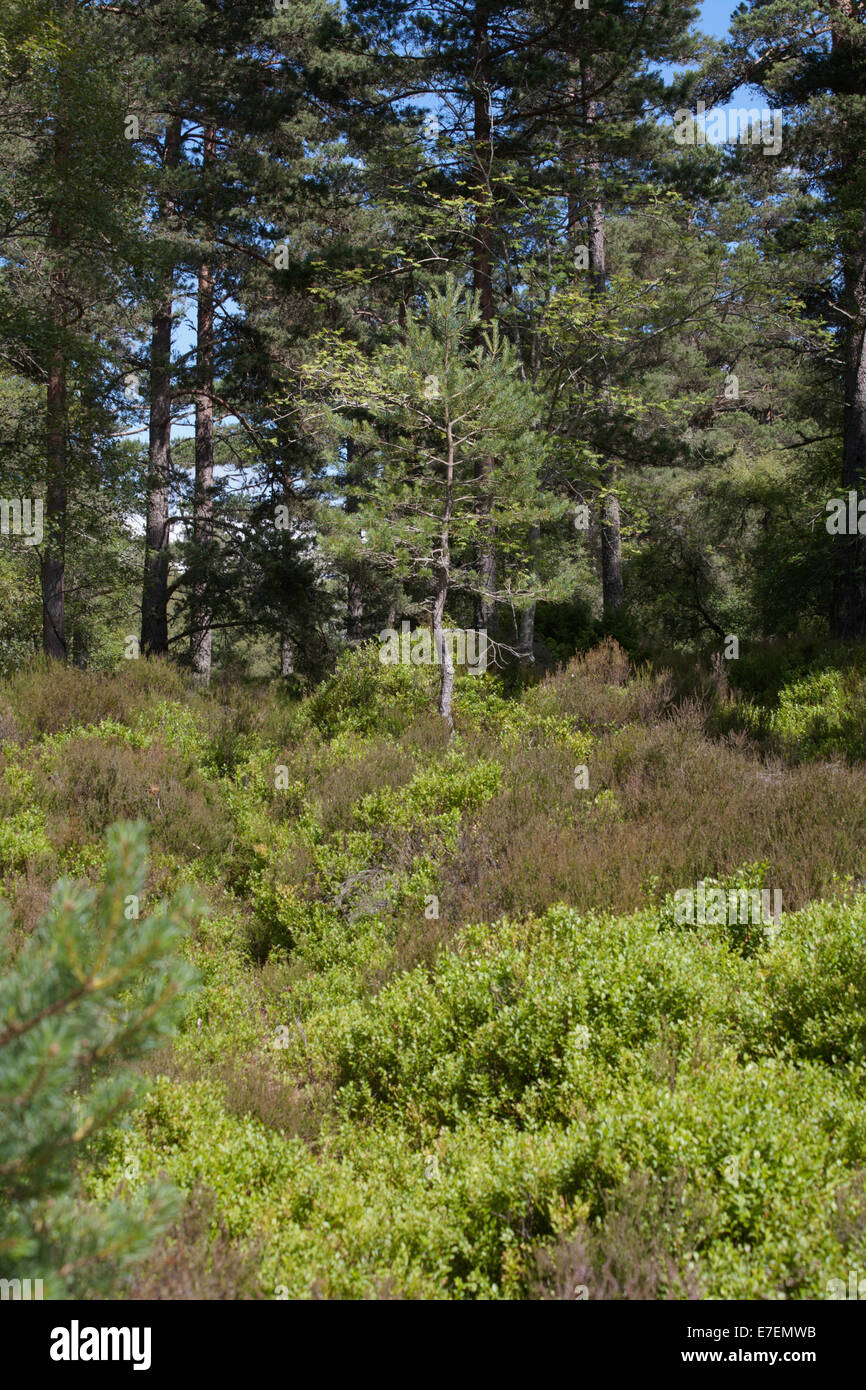 Caledonian pine forests ecology hi-res stock photography and images - Alamy