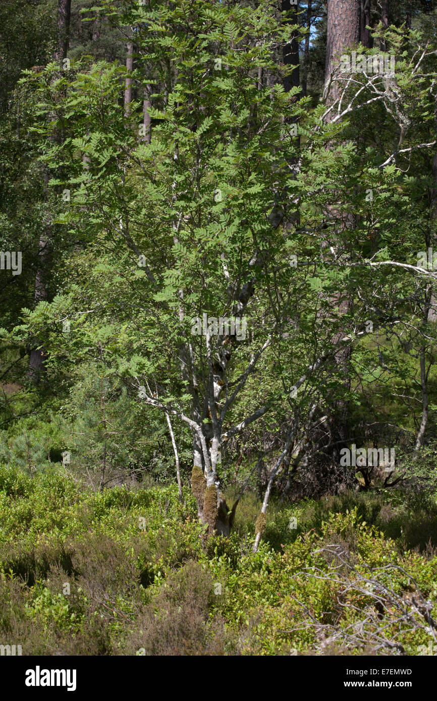 Pine tree ecosystem hi-res stock photography and images - Alamy
