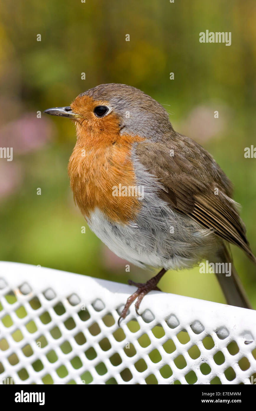 European robin (Erithacus rubecula) sitting on one leg on a metal chair ...