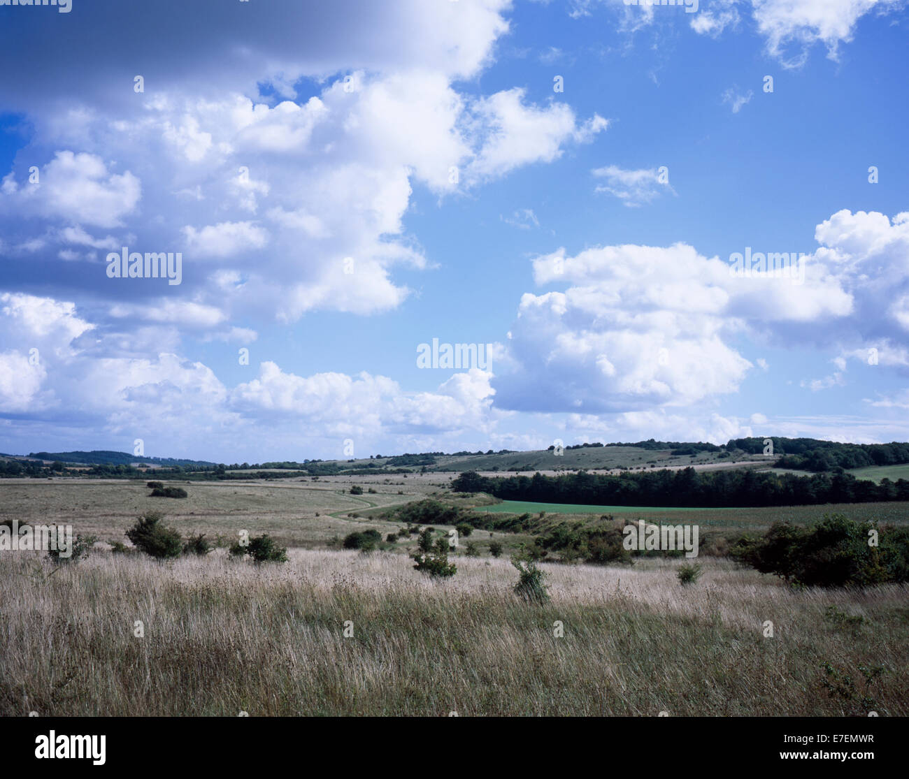 A view across Martin Down part of a National Nature Reserve The Dorset ...