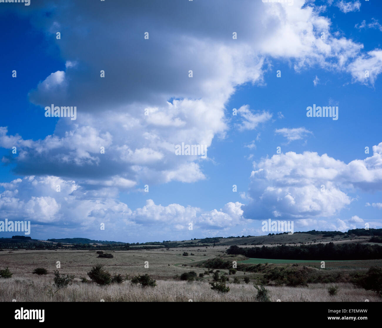 A view across Martin Down part of a National Nature Reserve The Dorset ...