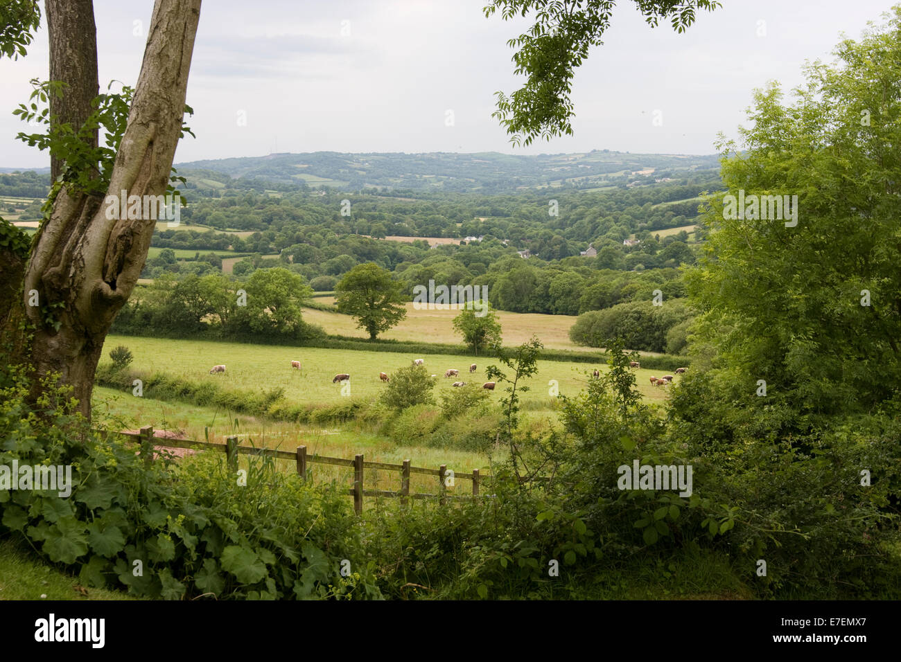 Welsh landscape with meadows and hedges Stock Photo - Alamy
