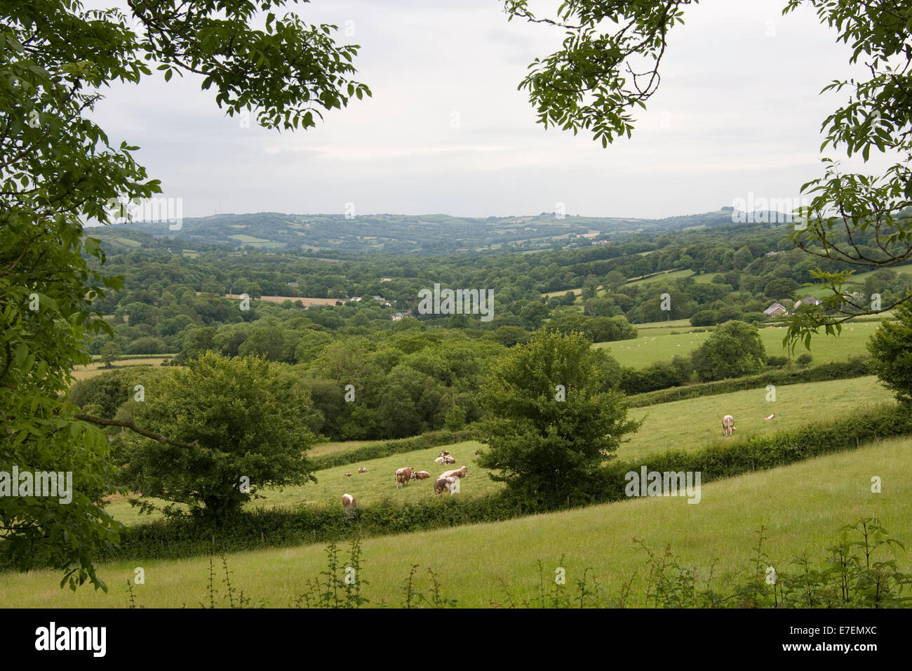 Welsh landscape with meadows and hedges Stock Photo - Alamy