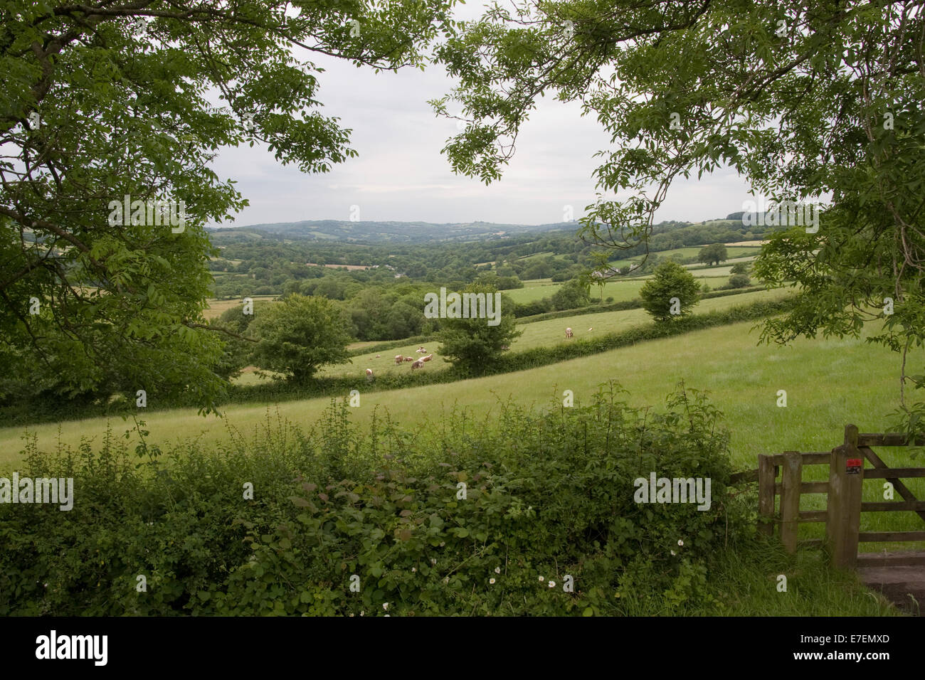 Welsh landscape with meadows and hedges Stock Photo - Alamy