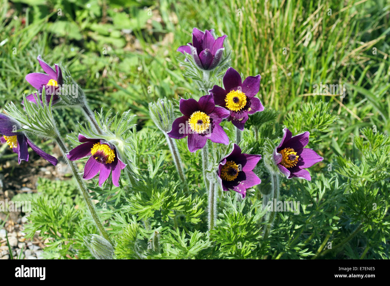 Pasque Flower (Pulsatilla vulgaris Stock Photo - Alamy