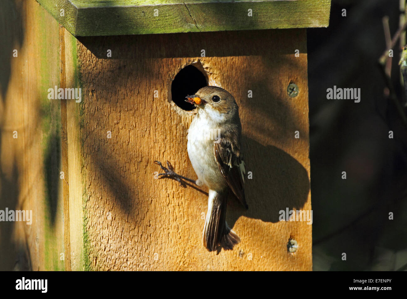 Pied Flycatcher (Ficedula hypoleuca) - Female with food at nestbox ...