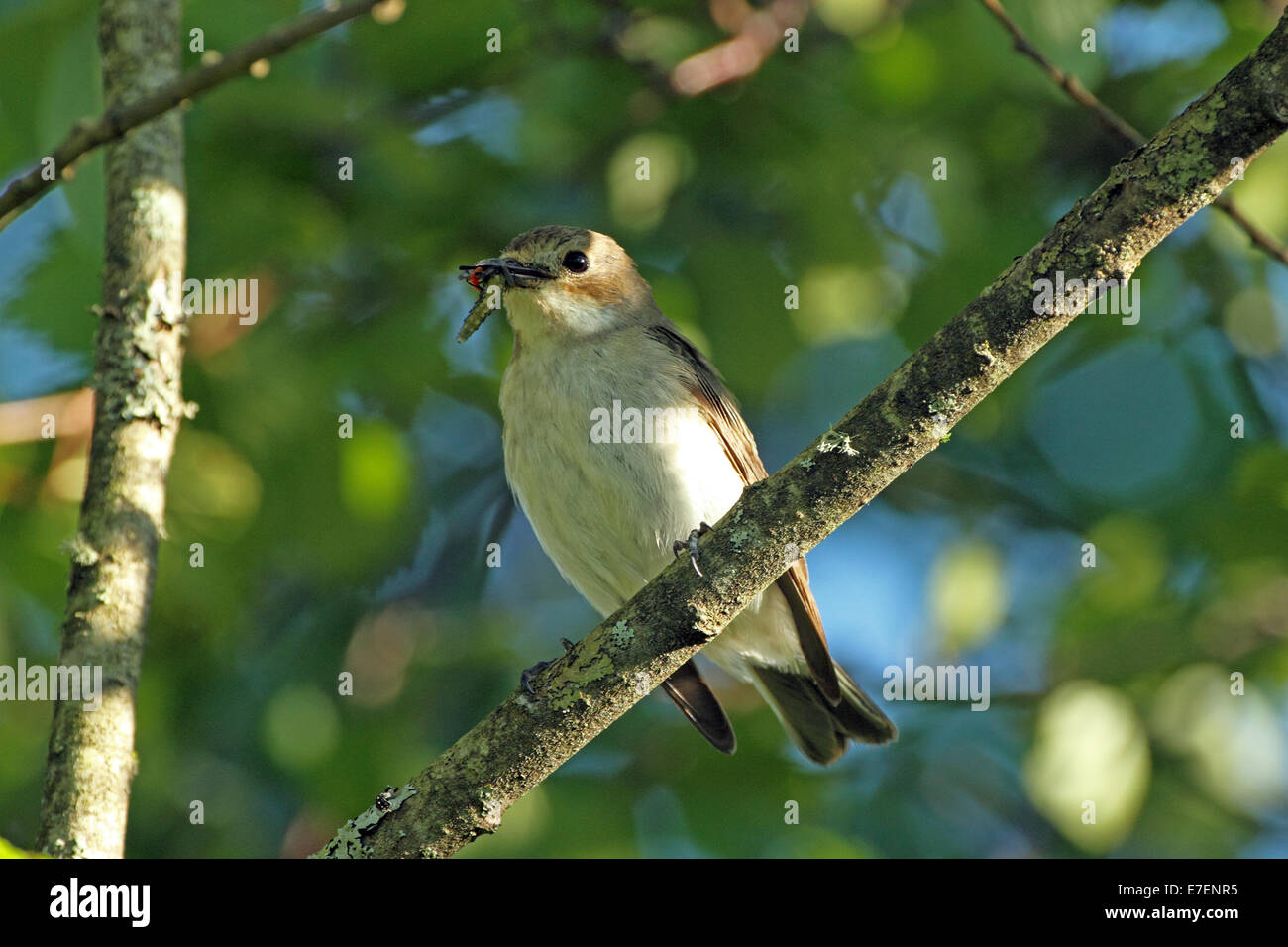 Pied Flycatcher (Ficedula hypoleuca) - Female with food Stock Photo - Alamy