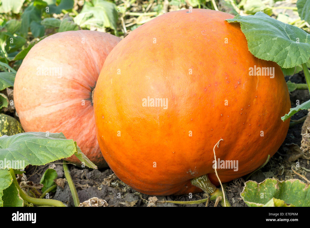 Big ripe pumpkins growing at the garden Stock Photo - Alamy