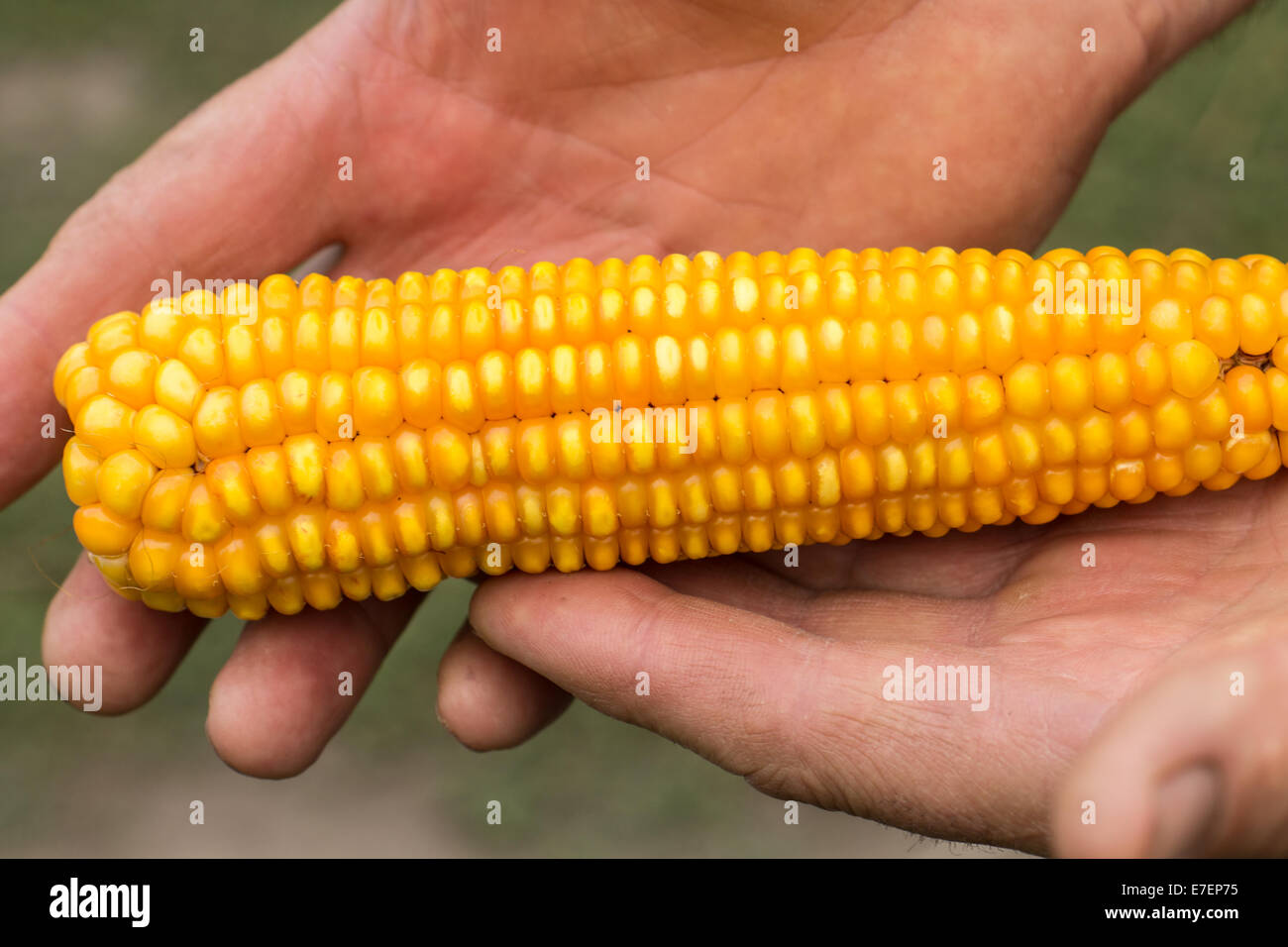 Crop view hands in hi-res stock photography and images - Alamy