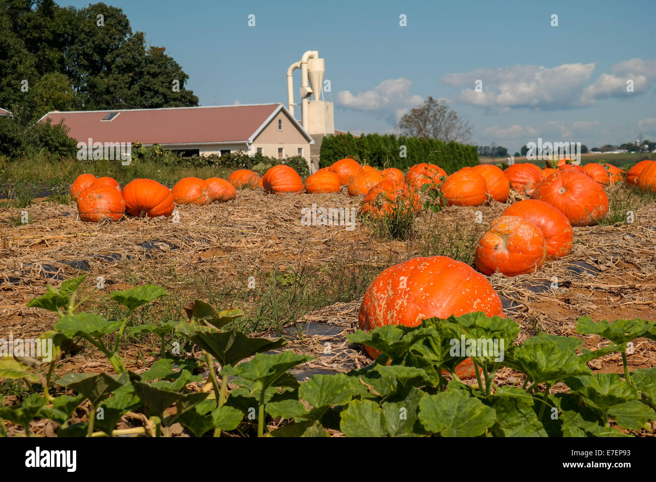 Pumpkin Field High Resolution Stock Photography and Images - Alamy
