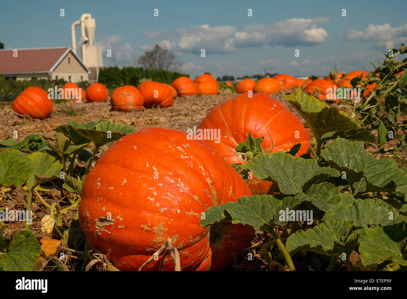 Pumpkin field hi-res stock photography and images - Alamy