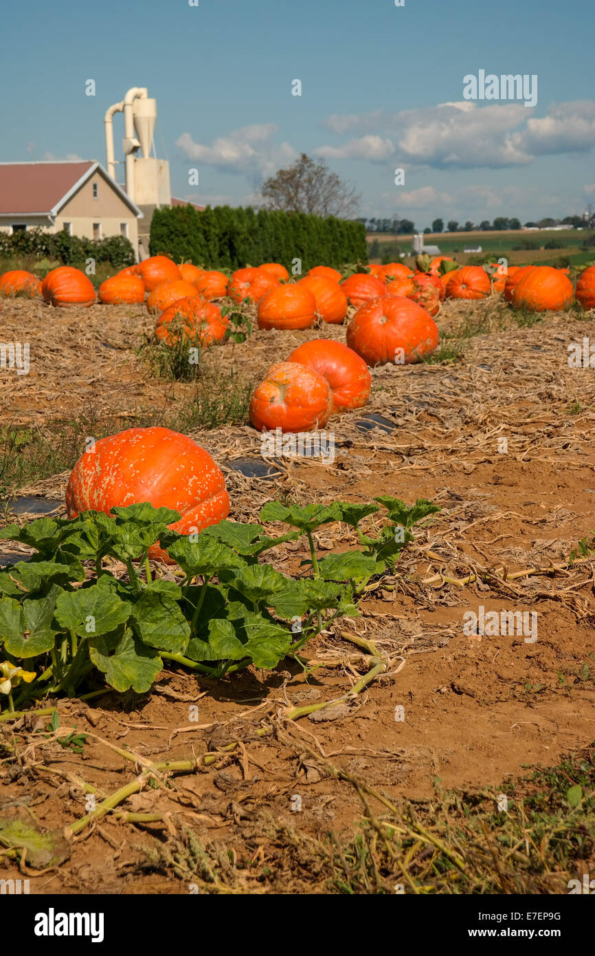 Pumpkin field hi-res stock photography and images - Alamy