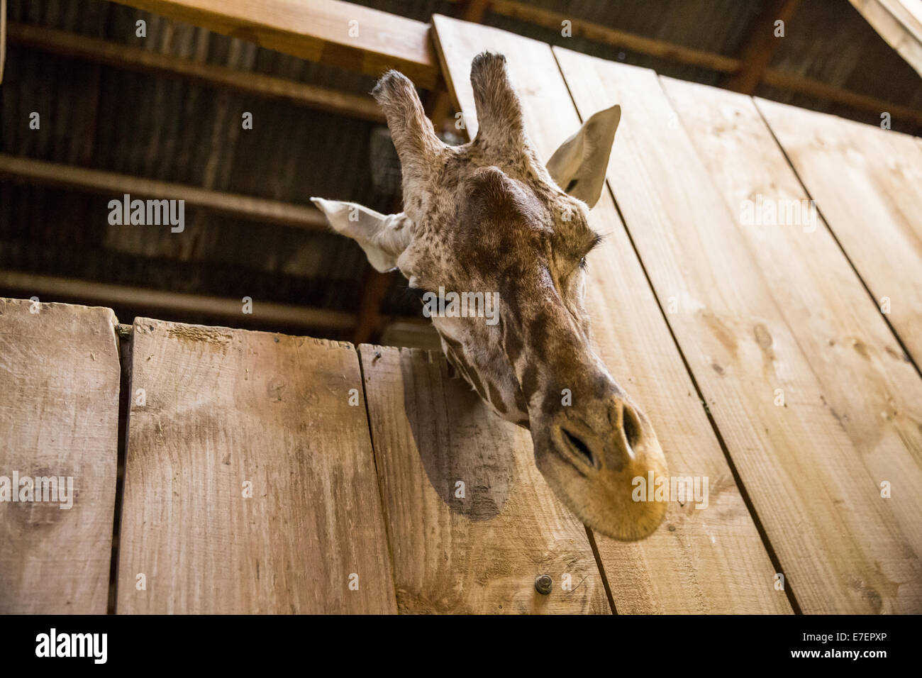 Giraffe looking down hi-res stock photography and images - Alamy