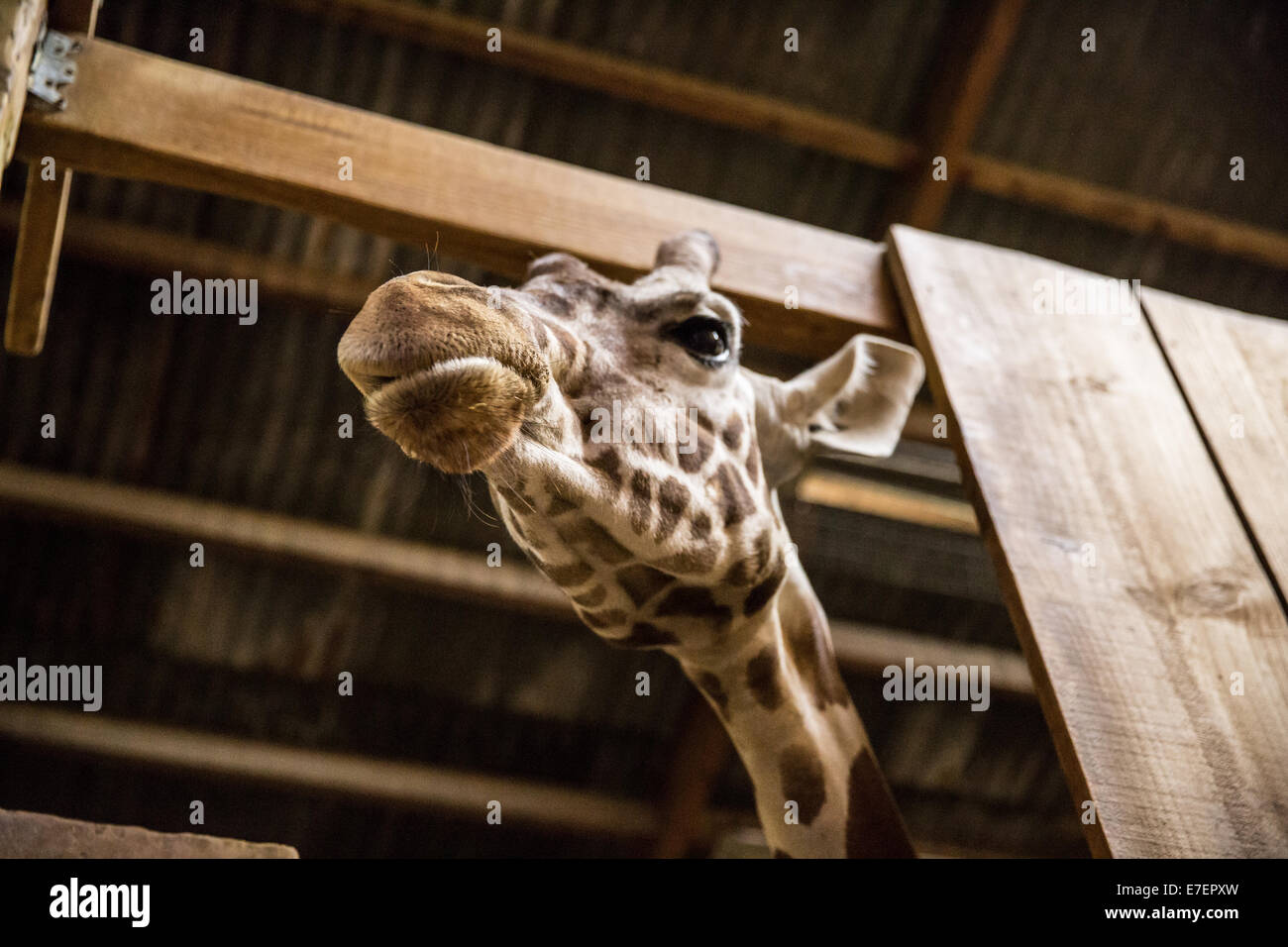 The giraffe building hi-res stock photography and images - Alamy