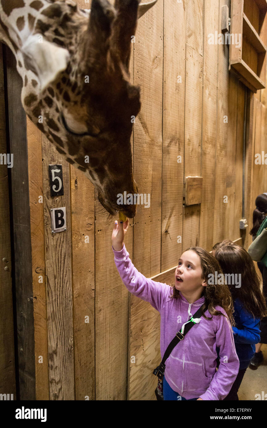 Giraffe lady hi-res stock photography and images - Alamy
