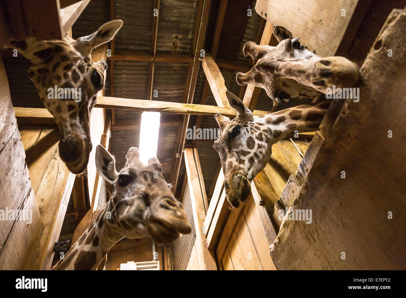 Group of giraffes looking down in a barn Stock Photo - Alamy