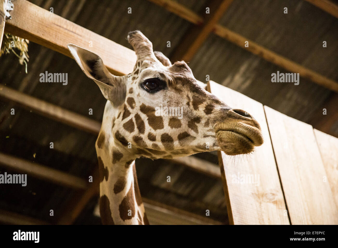 Giraffe In A Barn Stock Photo - Alamy