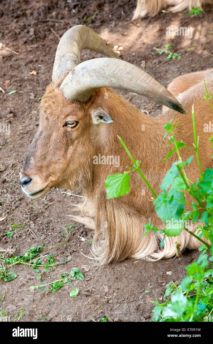 Alpine ibex goat Stock Photo - Alamy