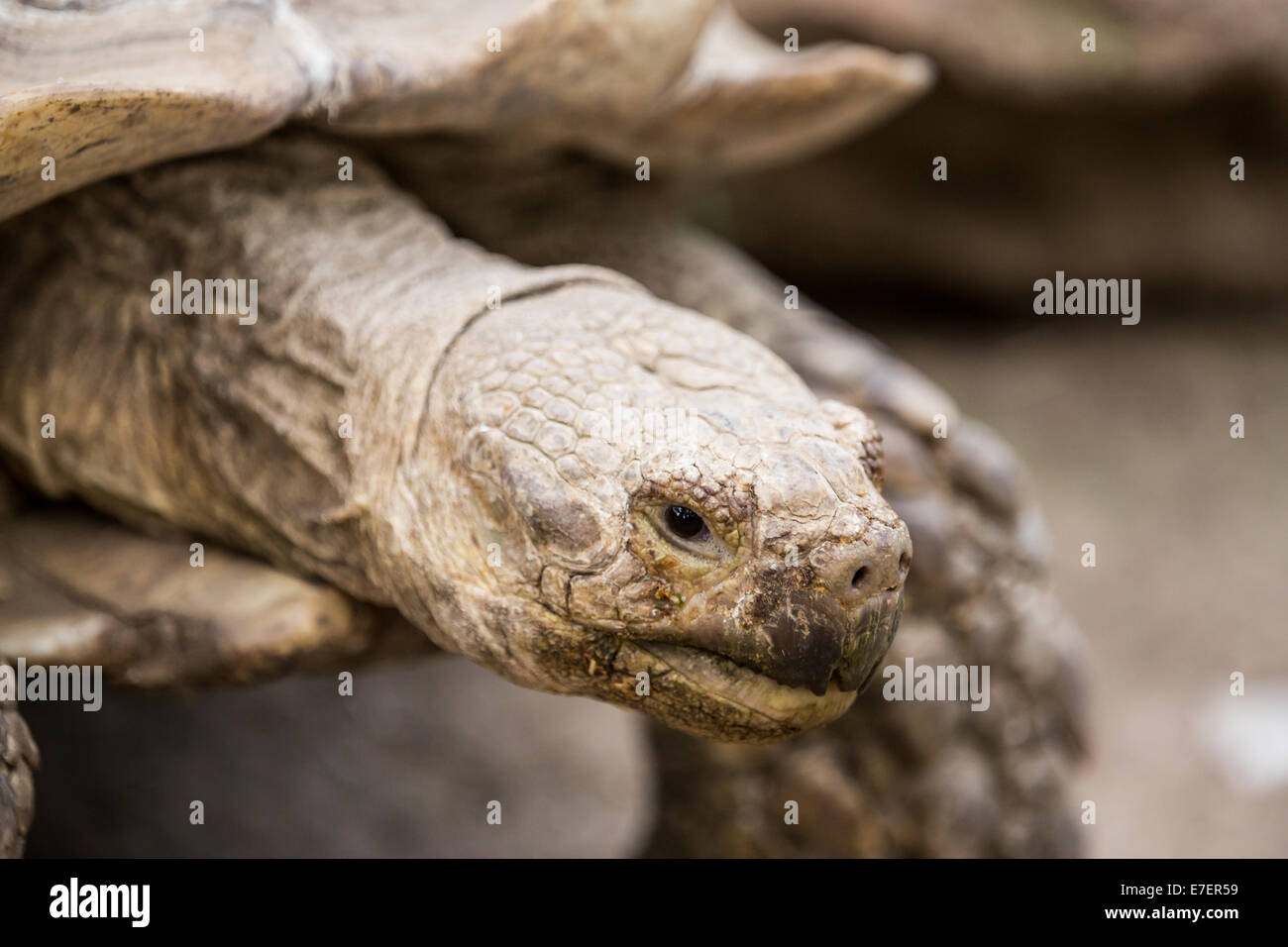 Reptile tortoise hi-res stock photography and images - Alamy