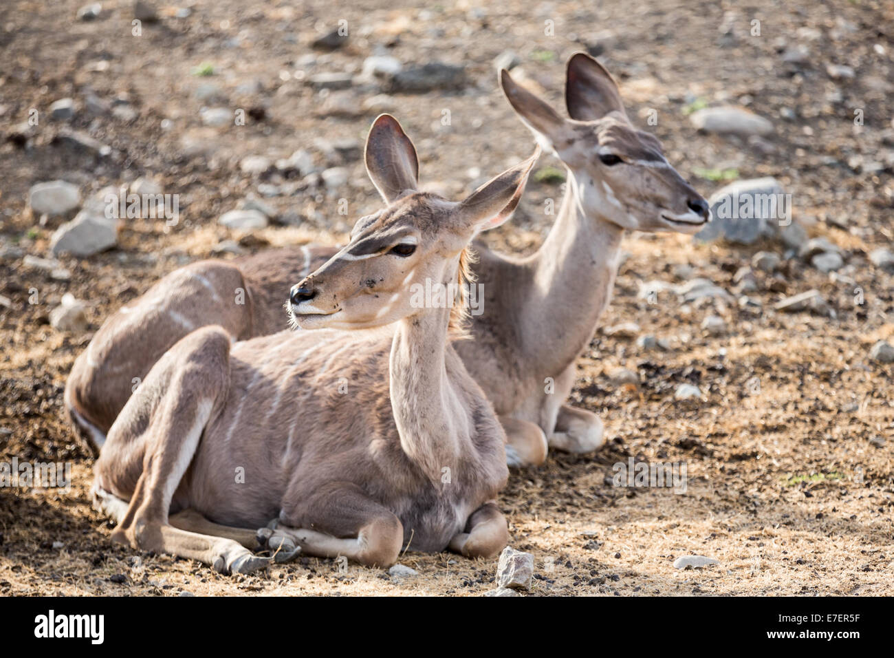 Antelopes resting in the sun Stock Photo - Alamy