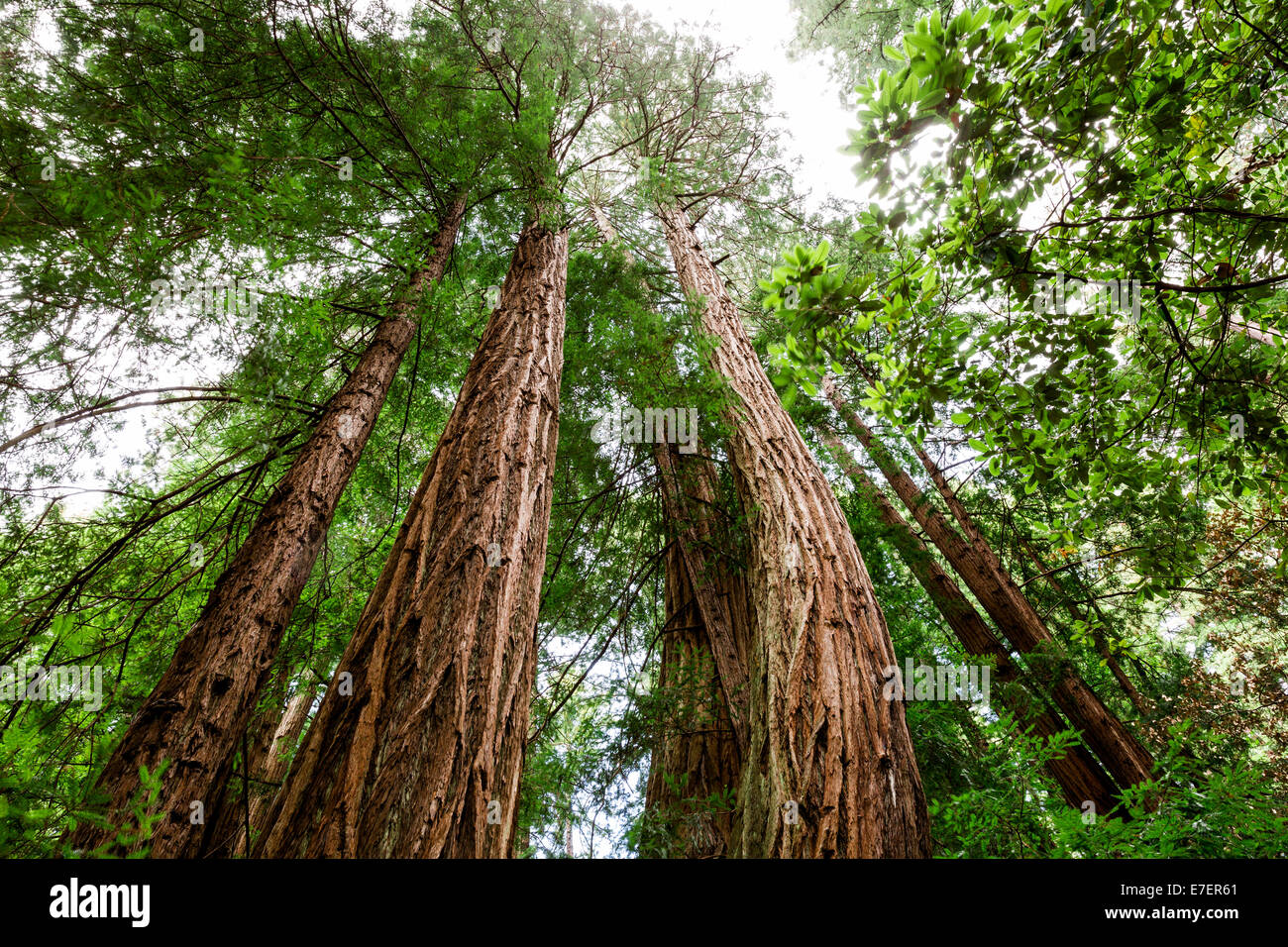 Tall redwood hi-res stock photography and images - Alamy