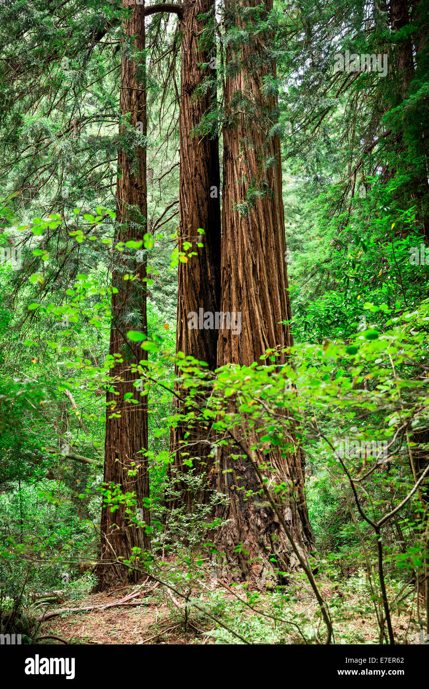 Three tall redwood trees in the woods Stock Photo - Alamy