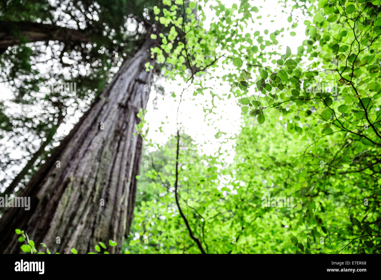 Redwood leaves hi-res stock photography and images - Alamy