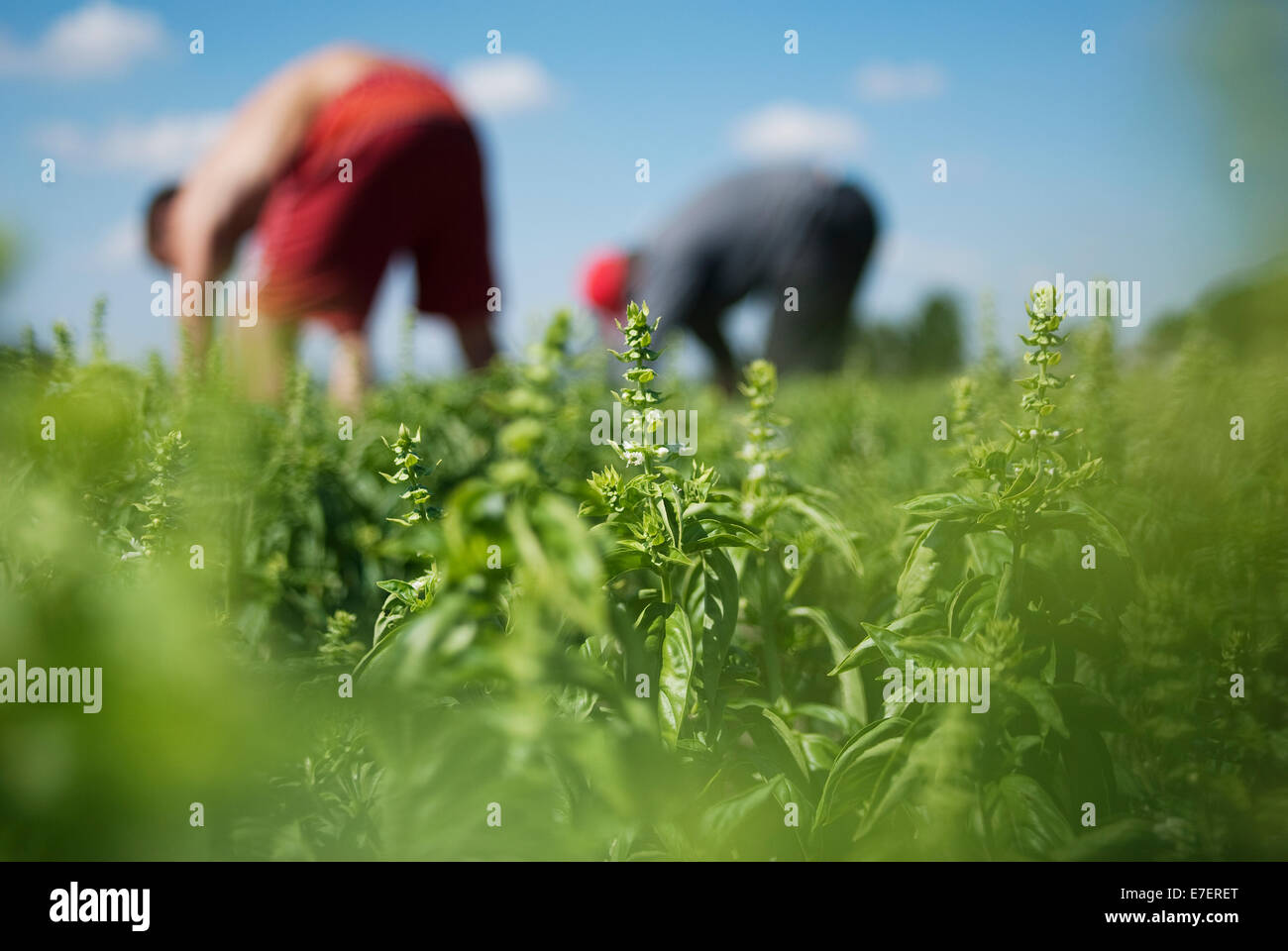 Two farmers working hi-res stock photography and images - Alamy