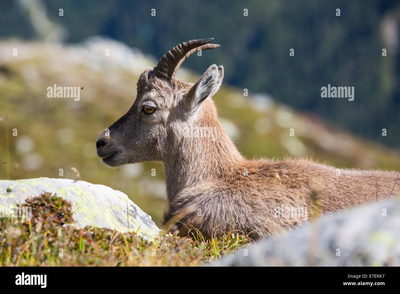 Ibex, Capra ibex on the Aiguille rouge above Chamonix, France Stock ...