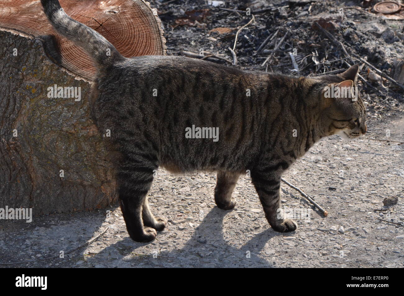 Cat outside hi-res stock photography and images - Alamy