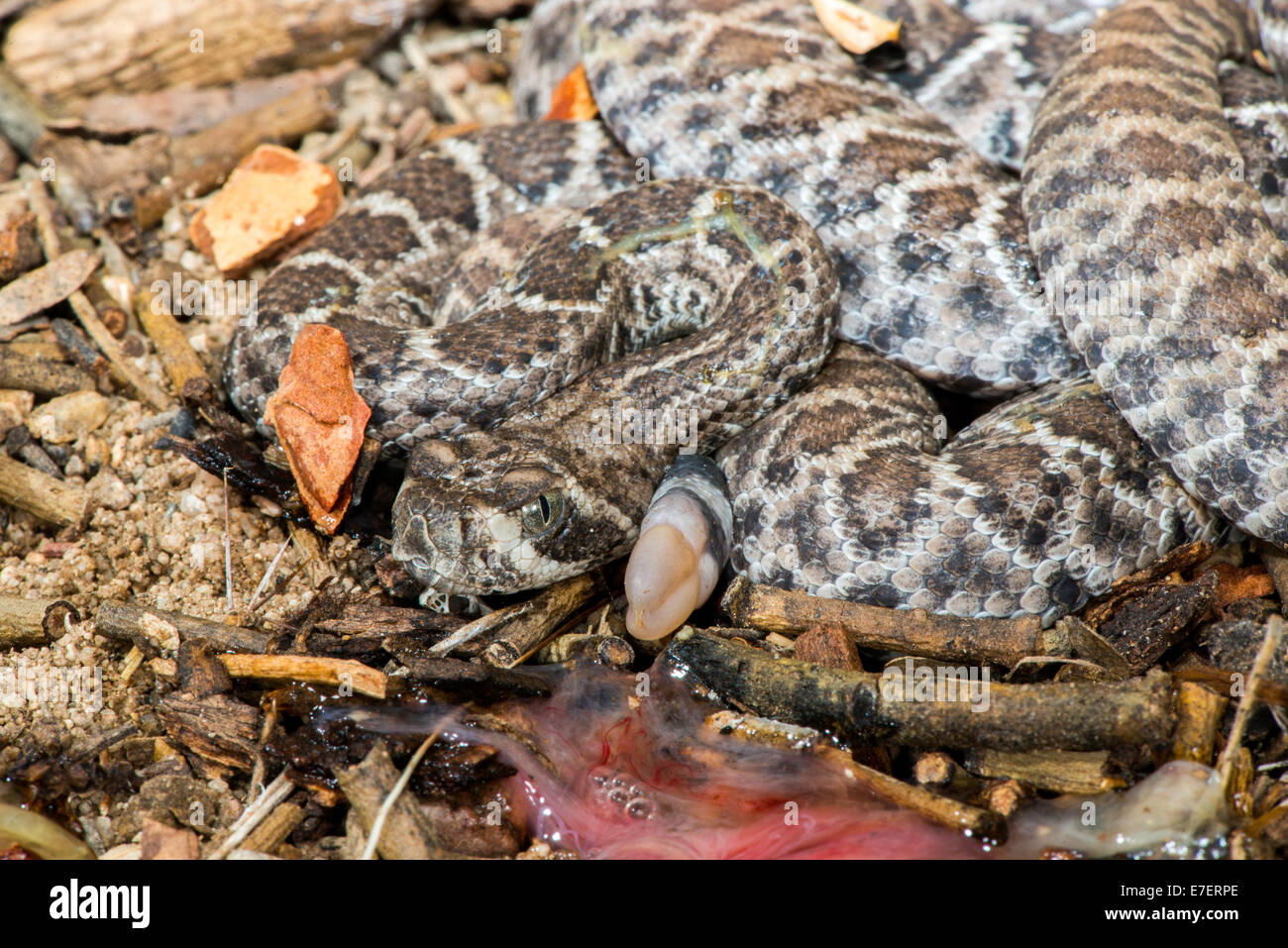 Diamondback rattlesnake fang hi-res stock photography and images - Alamy